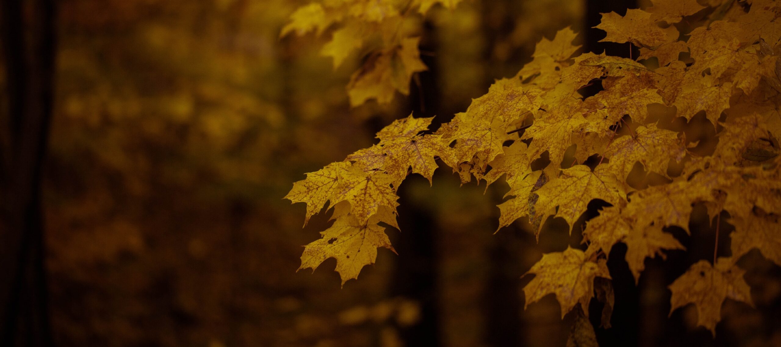 When Giving Thanks Becomes Toxic | Core Christianity